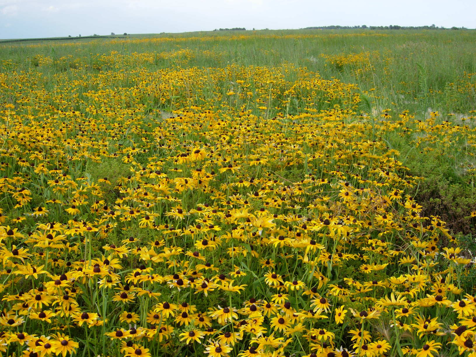 Effort to add tallgrass prairie at Good Earth picks up steam - Pigeon605