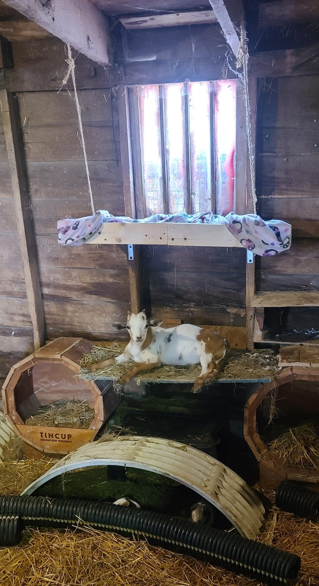 Meet pigs, donkeys, goats and more at this animal sanctuary-turned ...