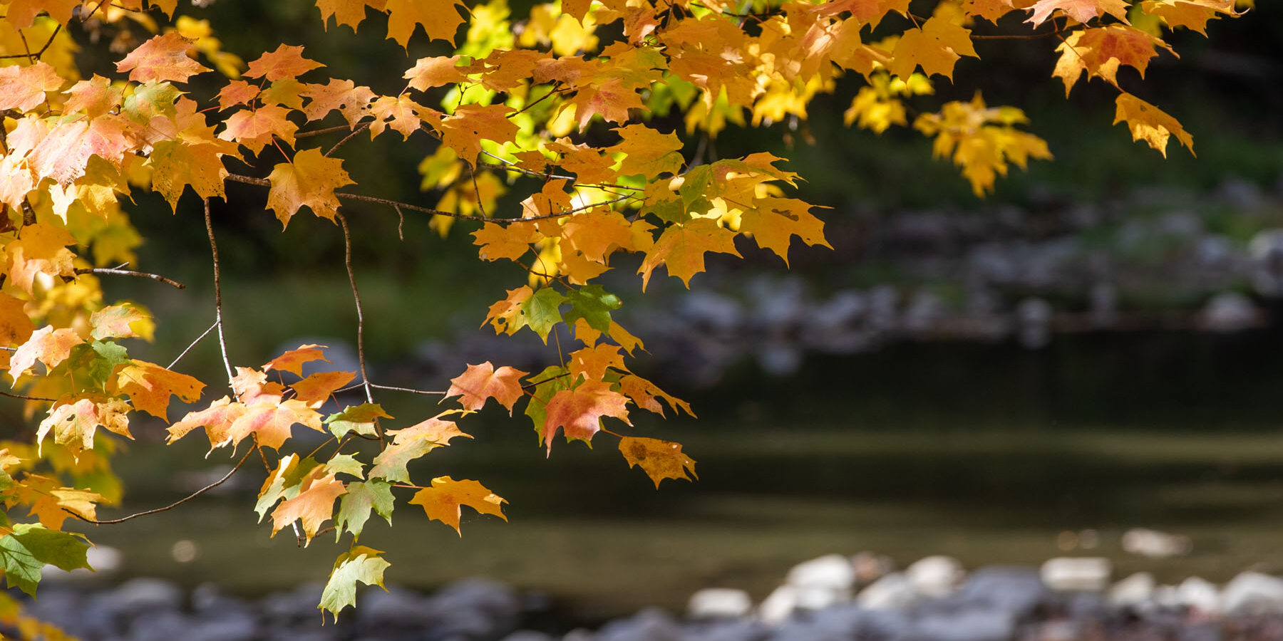 Fall colors are starting - here's when we expect them to peak - Pigeon605