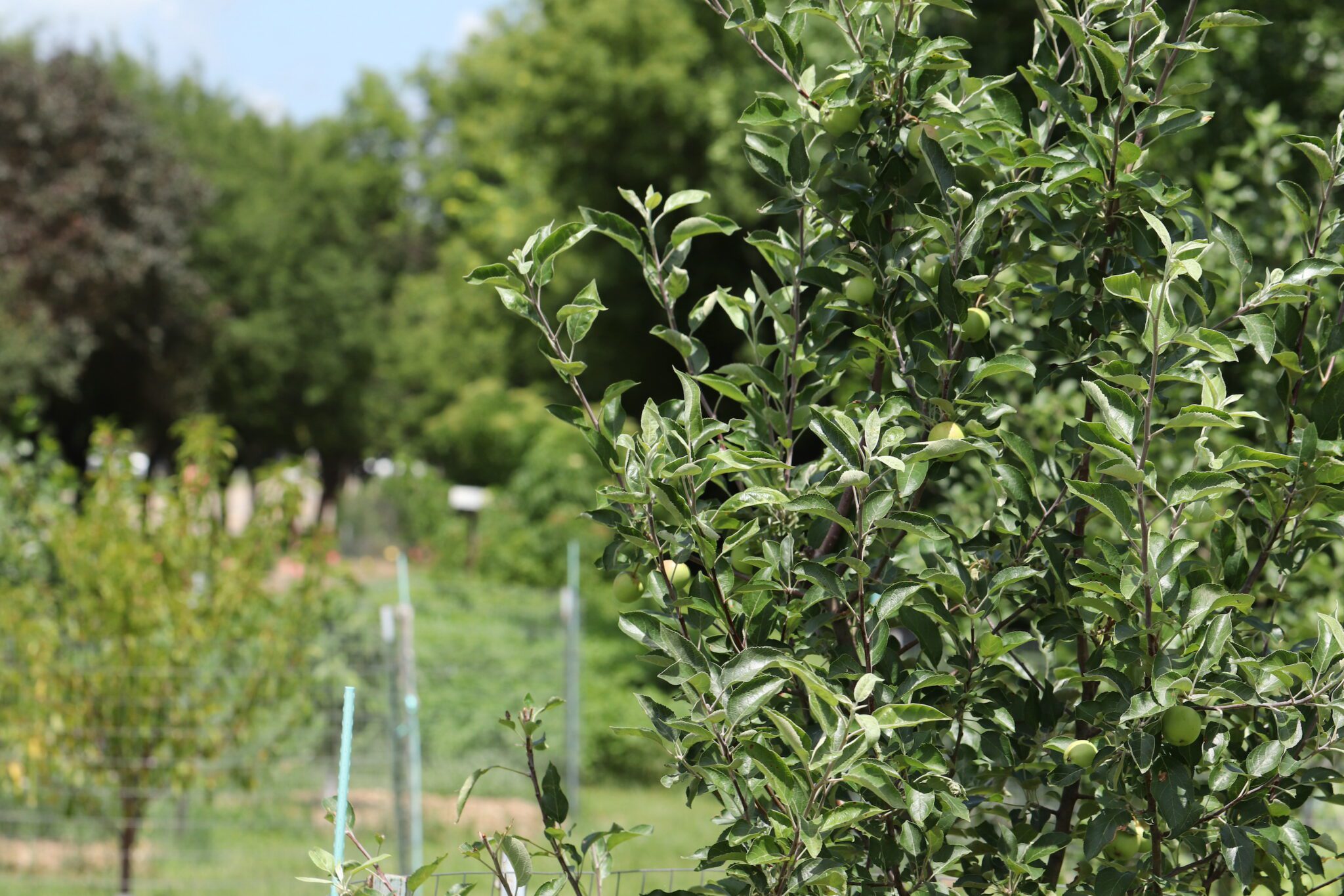 Food forests slowly blooming, bringing edible plants with multiple ...