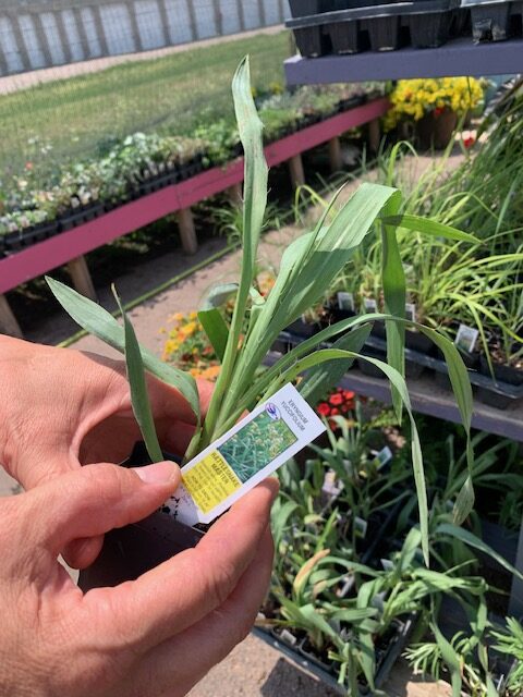 Meet the woman out to connect people with plants - and pollinators ...