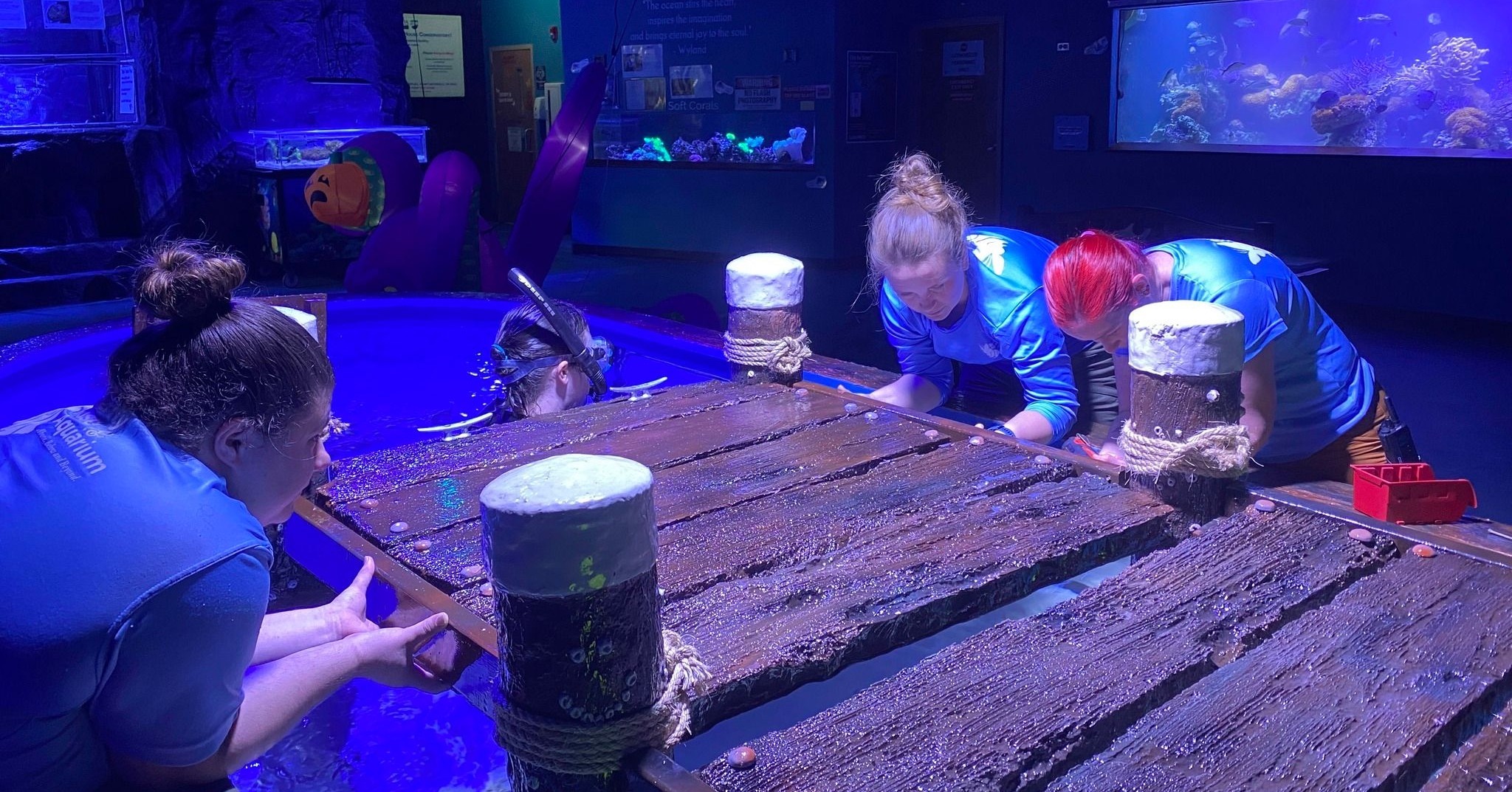 Aquarium plans tide pool renovation; new fish arrive - Pigeon605