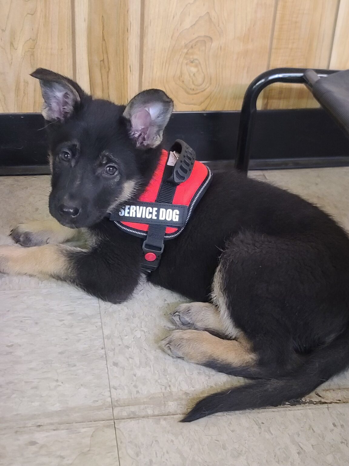 Meet the South Dakota veteran bringing service dogs to others - Pigeon605
