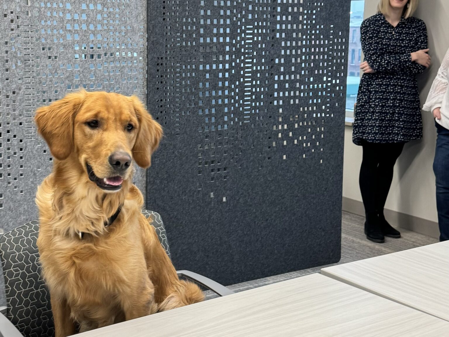 At 1-year mark, Leo the therapy dog has become key part of the police ...