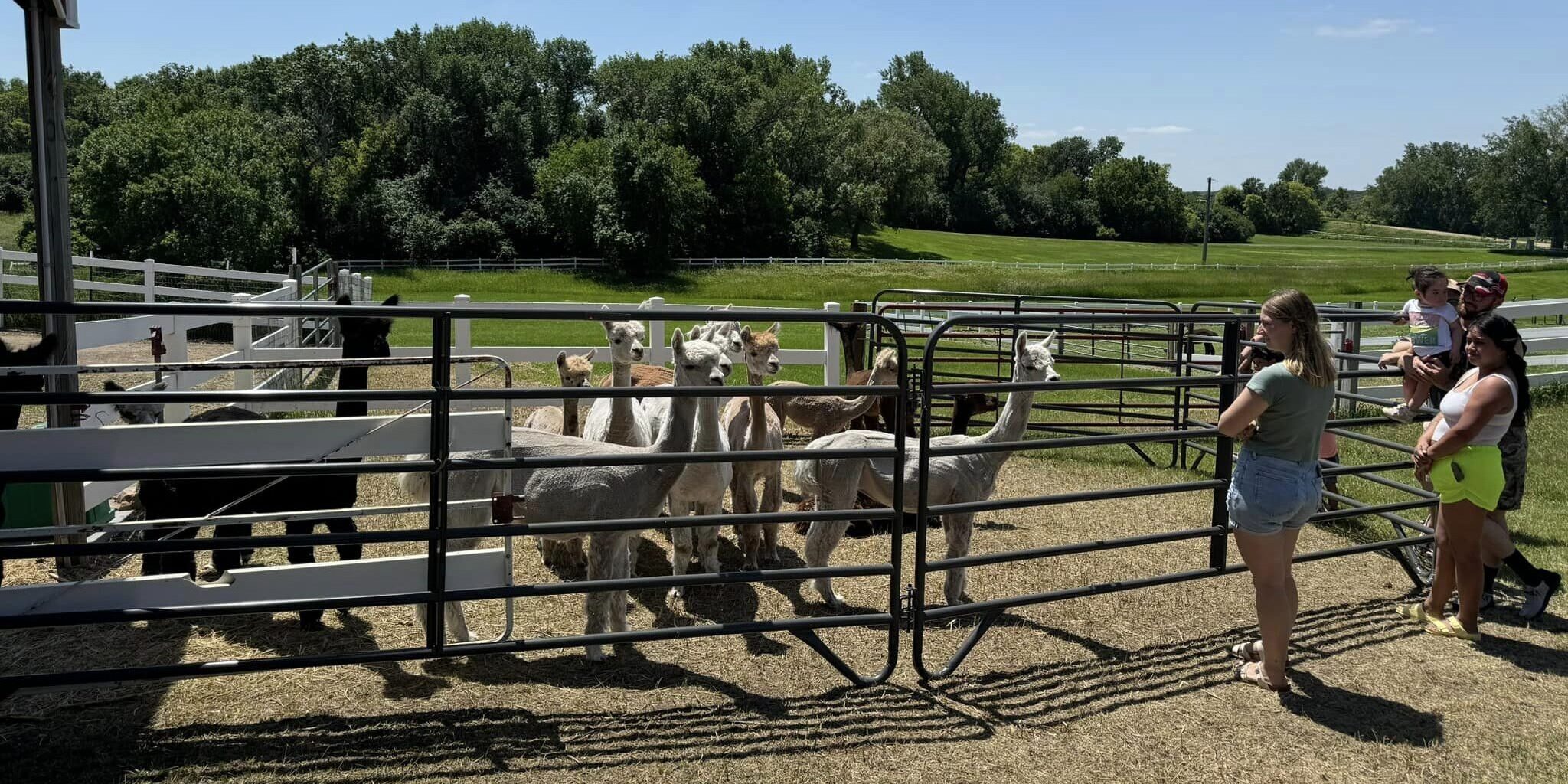 New alpaca farm, gift store bring family back to S.D. roots - Pigeon605