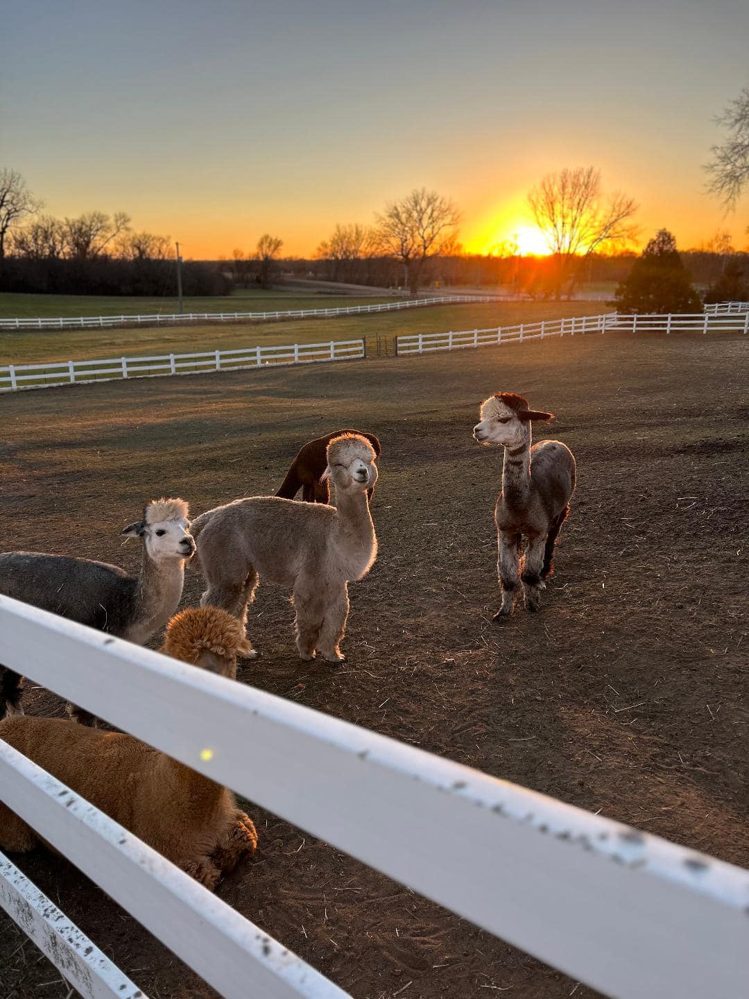 New alpaca farm, gift store bring family back to S.D. roots - Pigeon605