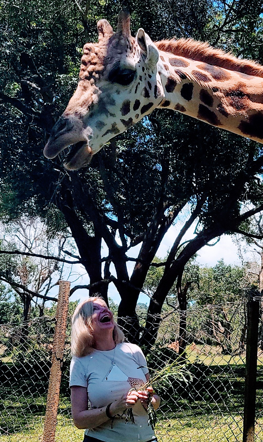 How a Sioux Falls woman became a worldwide advocate for giraffes ...