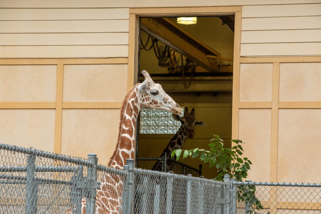 Great Plains Zoo welcomes new giraffe, meerkats - Pigeon605