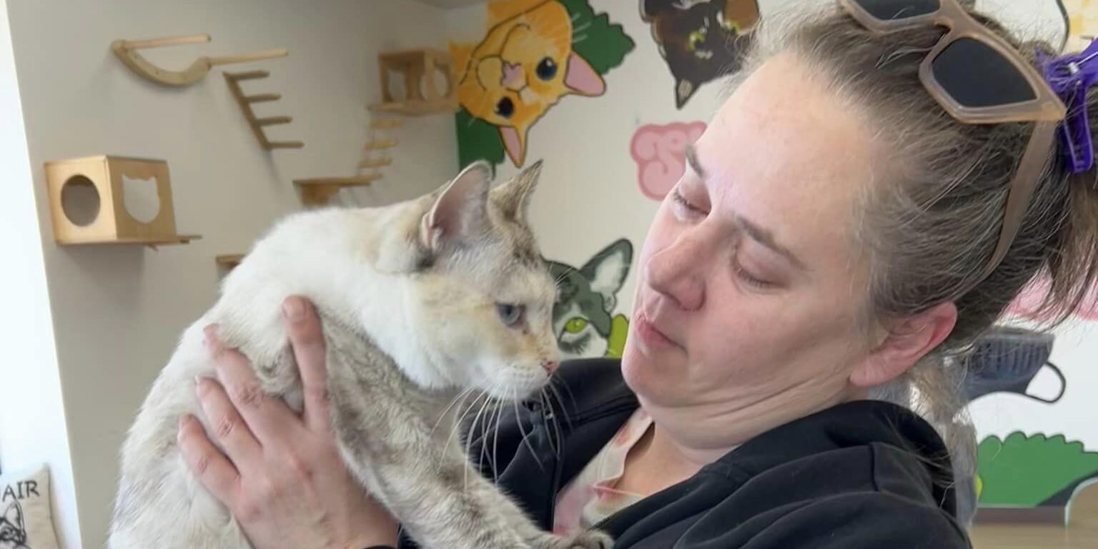 Incredible reunion leads cat back to grieving owner - Pigeon605