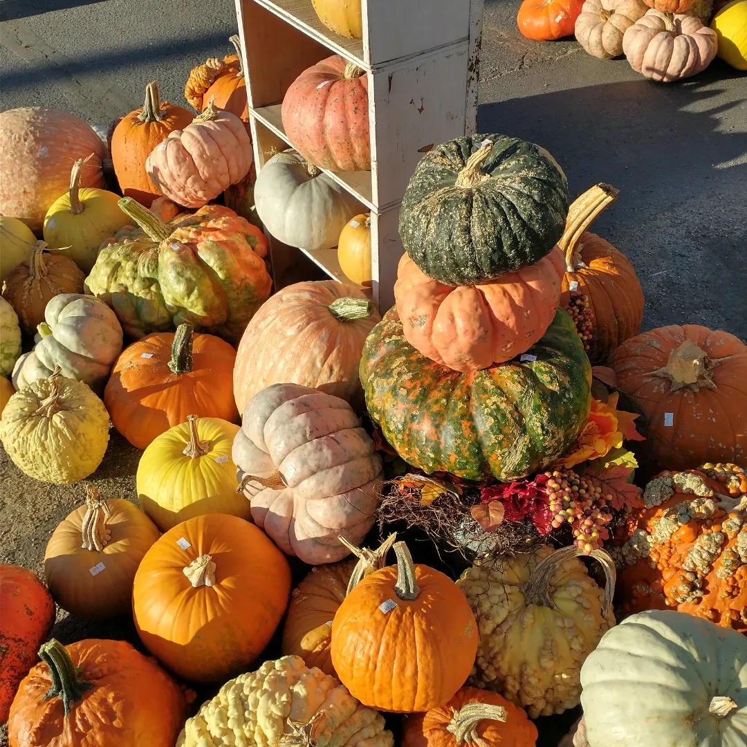 Your complete guide to fall fun just outside Sioux Falls - Pigeon605