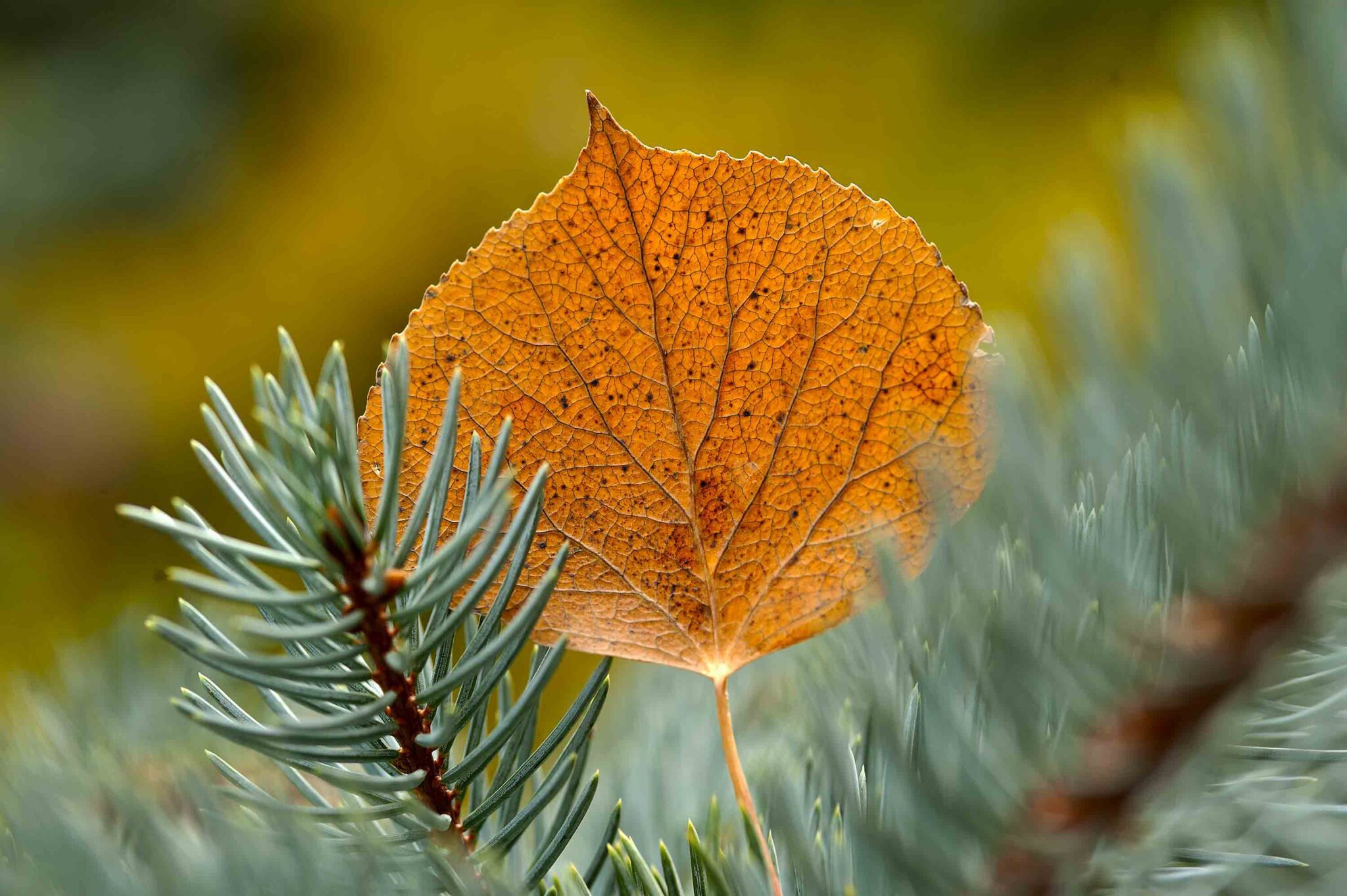 In 'If Our Trees Could Talk,' Sioux Falls' urban forest finds its voice ...