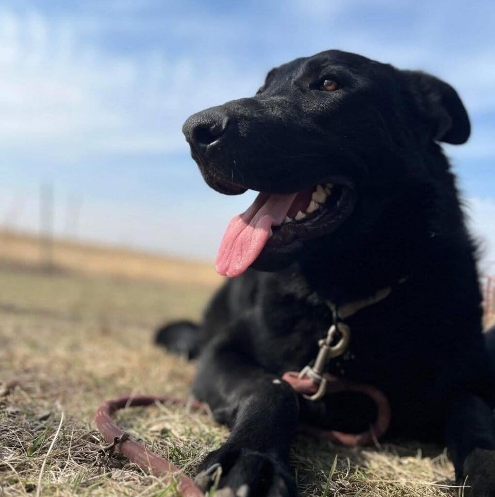 From 'inescapable' crate, foster dog saves family from fire - Pigeon605