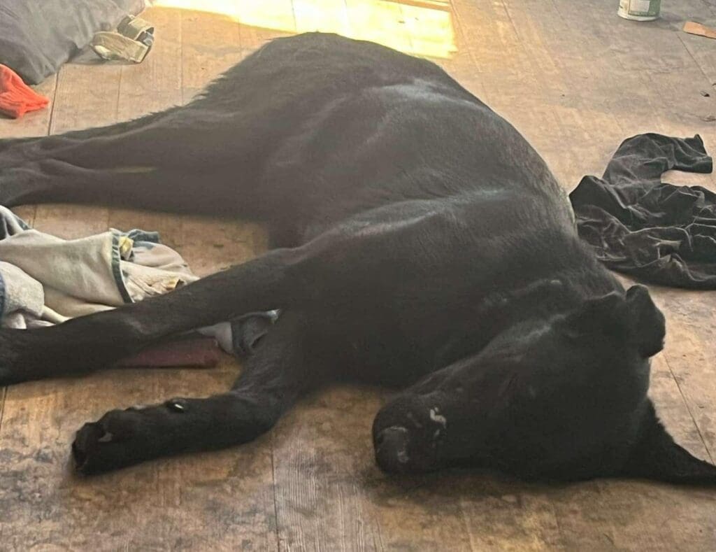 From 'inescapable' crate, foster dog saves family from fire - Pigeon605