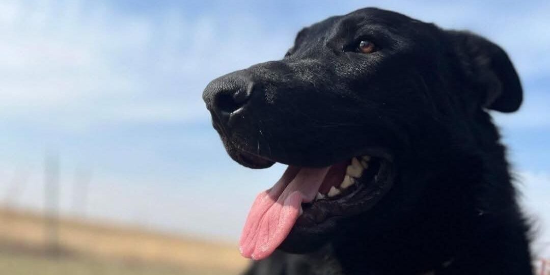 From 'inescapable' crate, foster dog saves family from fire - Pigeon605